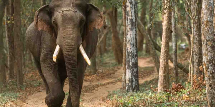 Majestic Elephant ‘Kali’ Found Dead in Wilpattu Kallaru Reserve ...